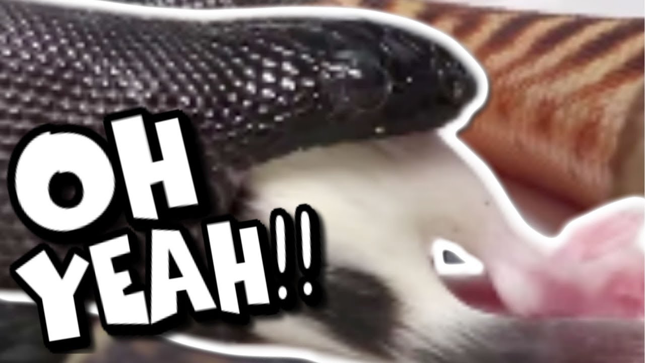NEW BLACK HEAD PYTHONS ATE LIKE CHAMPS!!! | BRIAN BARCZYK