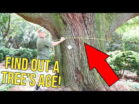 5 Ways to Tell How Old A Tree Is