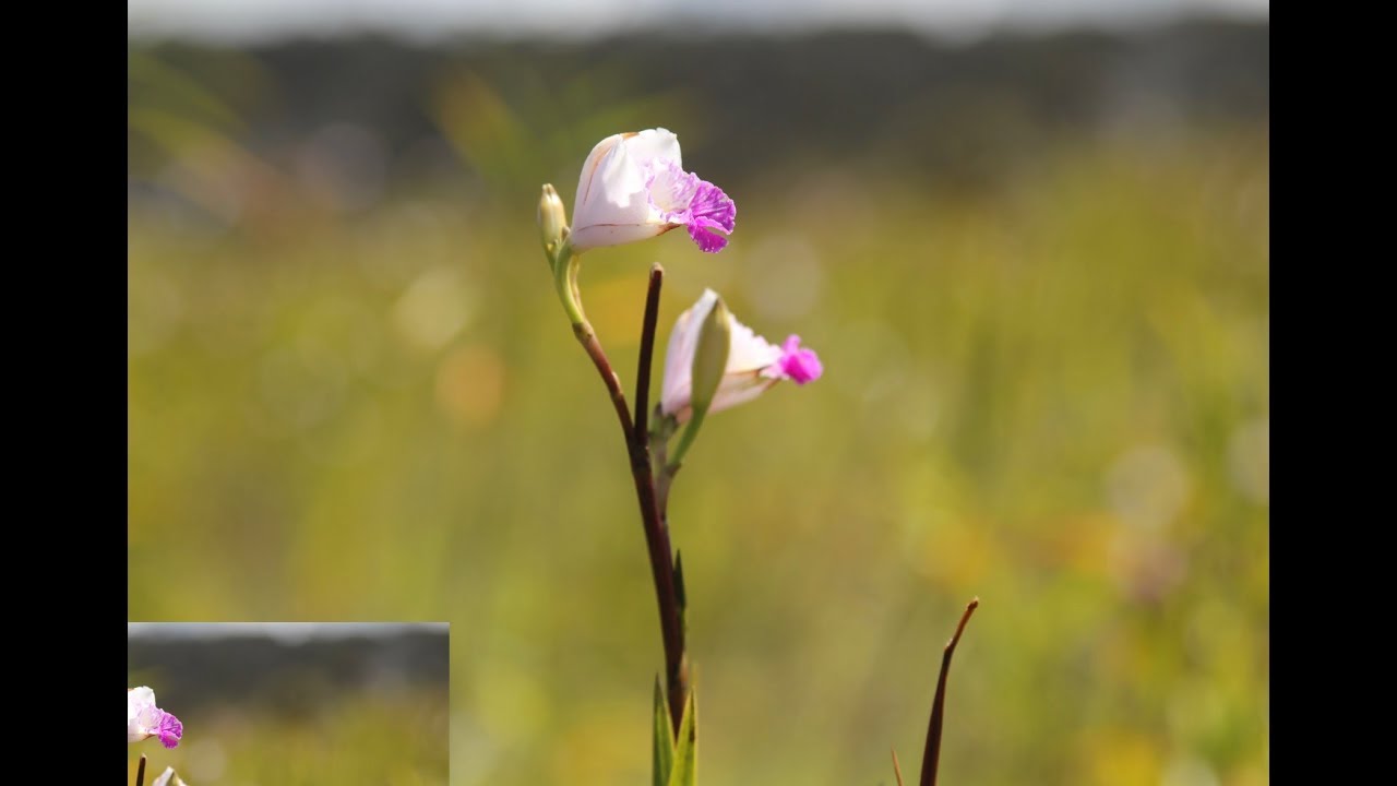 Sunday School in 7minutes   GOD CREATES LIGHTS AND LIFE, GENESIS 1