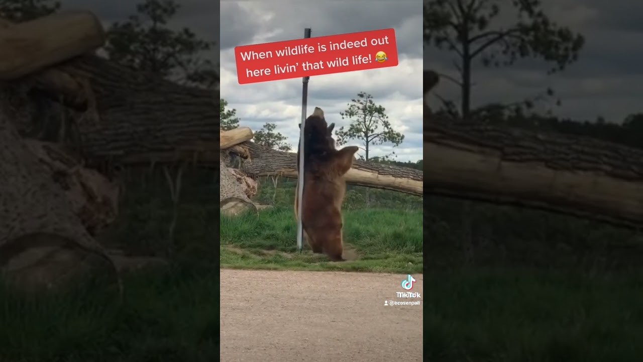 The bear loves pole dancing.. || Ecosenpai