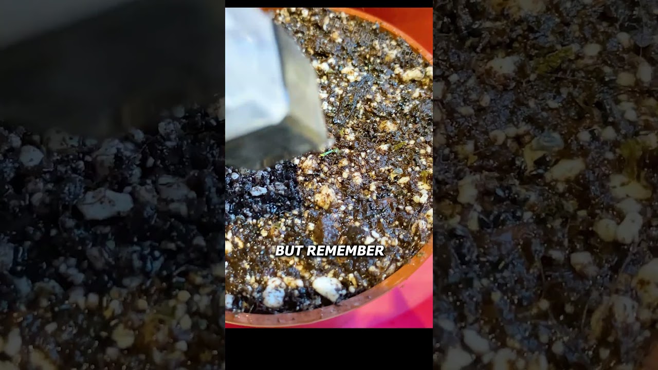 Growing 1 000 Venus Flytrap Seeds