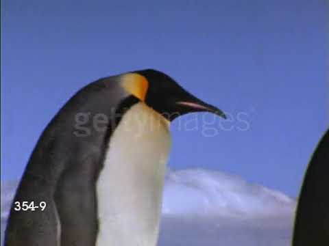 gettyimages 354 9 640 adpp