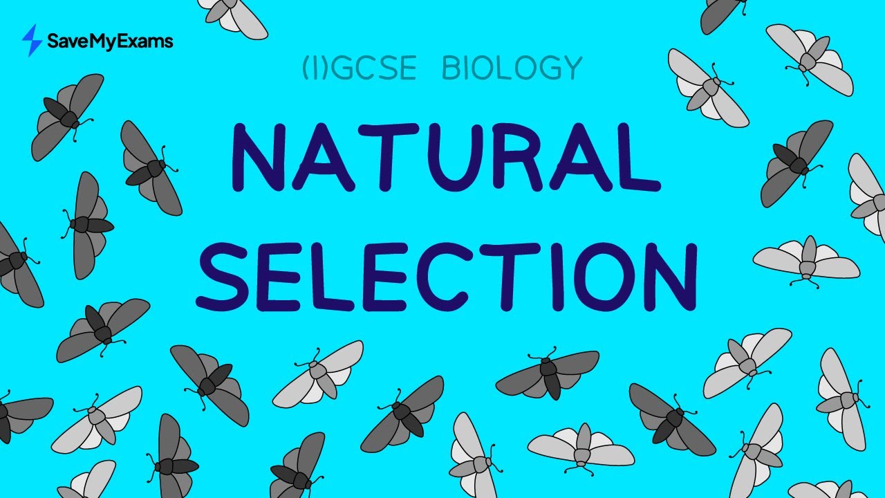 Evolution and Natural Selection | GCSE & IGCSE Biology