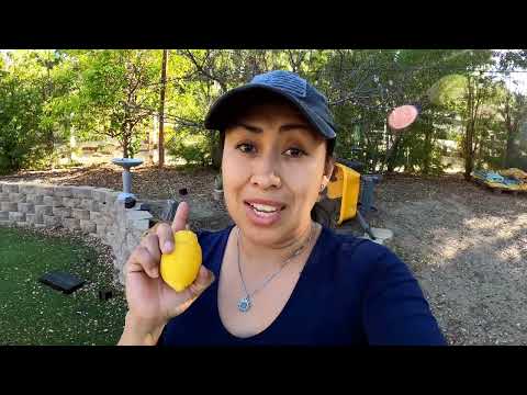 Lisbon Lemon VS Eureka Lemon | Let's Look at several Different types of Lemon Trees