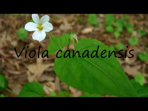 How to Pronounce Viola canadensis?