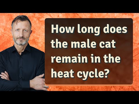 How long does the male cat remain in the heat cycle?
