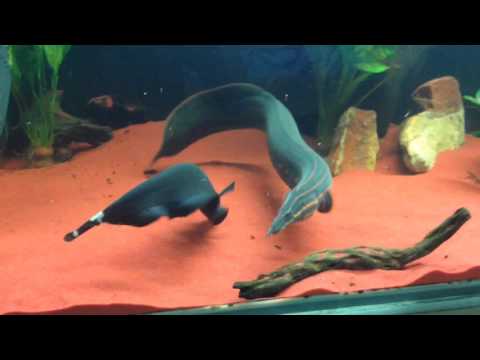 Freshwater Aquarium Eels • (Types, Tank Mates & Care)