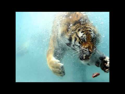 The English of Everything - Describing pictures vocabulary 2