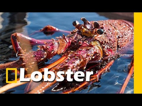 Lobsters In Hindi | The armoured knights of the oceans | #Lobster |