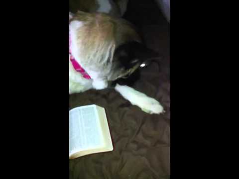 My dog likes to read the bible