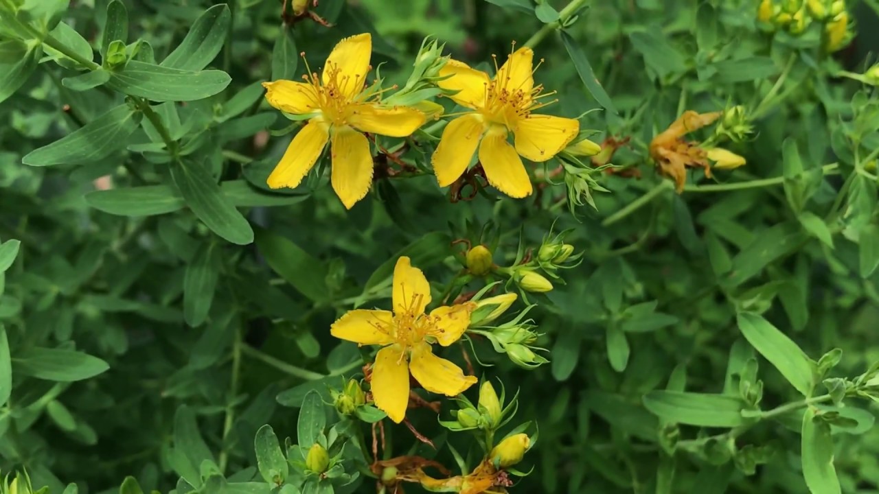 St. John's Wort - Hypericum perforatum Blog #31 LymeCompass.net