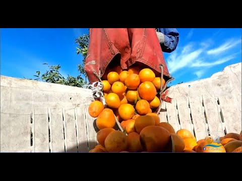 Florida Citrus Growers Experiencing Historically Low Production