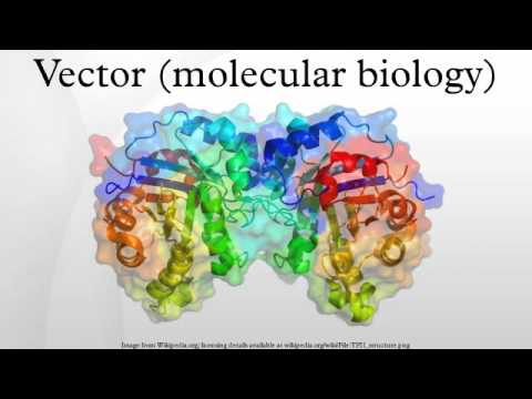 Vector (molecular biology)