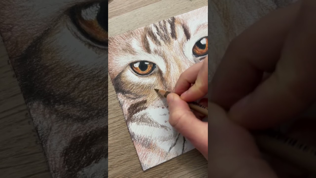Realistic cat drawing made with colored pencils and Posca - pencil art #artwork #drawing #dessin