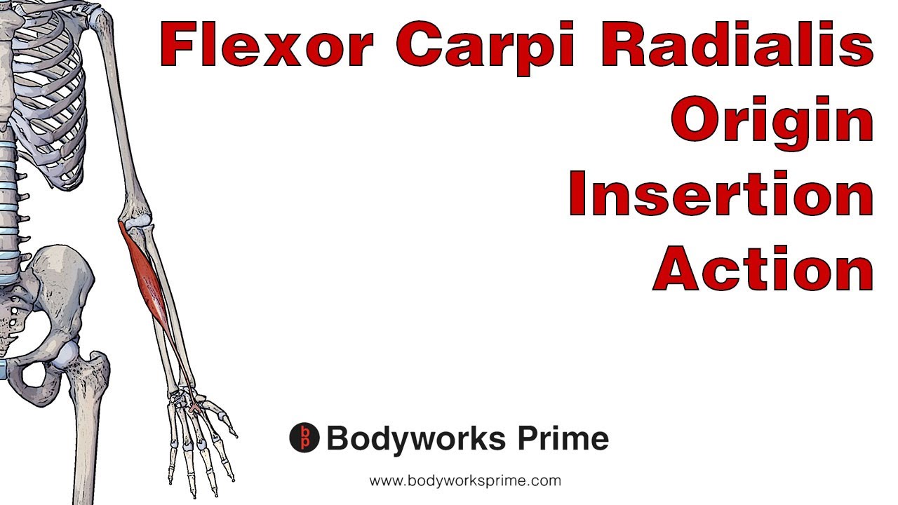 Flexor Carpi Radialis Anatomy: Origin, Insertion & Action