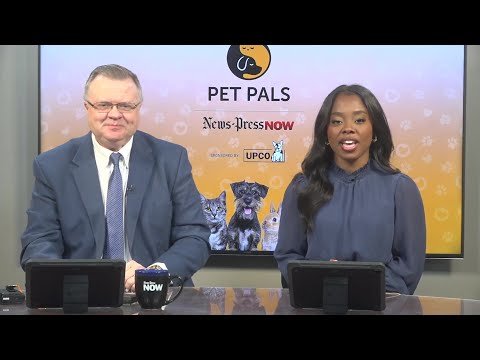 Pet Pals: St. Joseph Animal Shelter highglights energetic pup 'Crush'