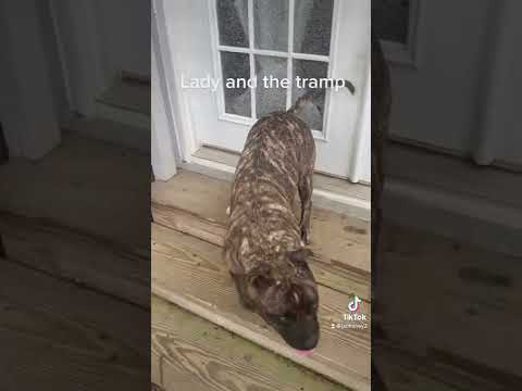 #merlebreed #merlepitbull #brindle #brindlepitbull #merlepuppy