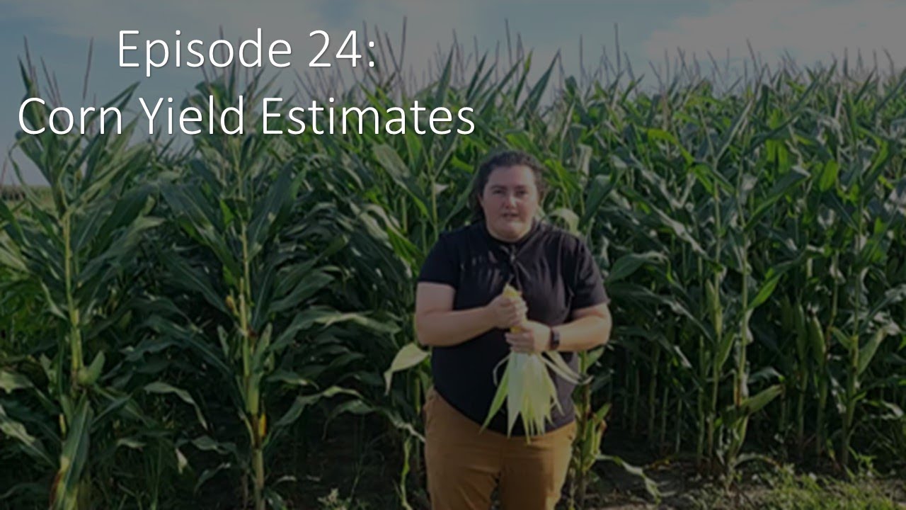 Episode 24: Corn Yield Estimates