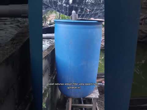 penting nya filter di kolam ikan seperti toilet untuk kita #shorts #filterkolam