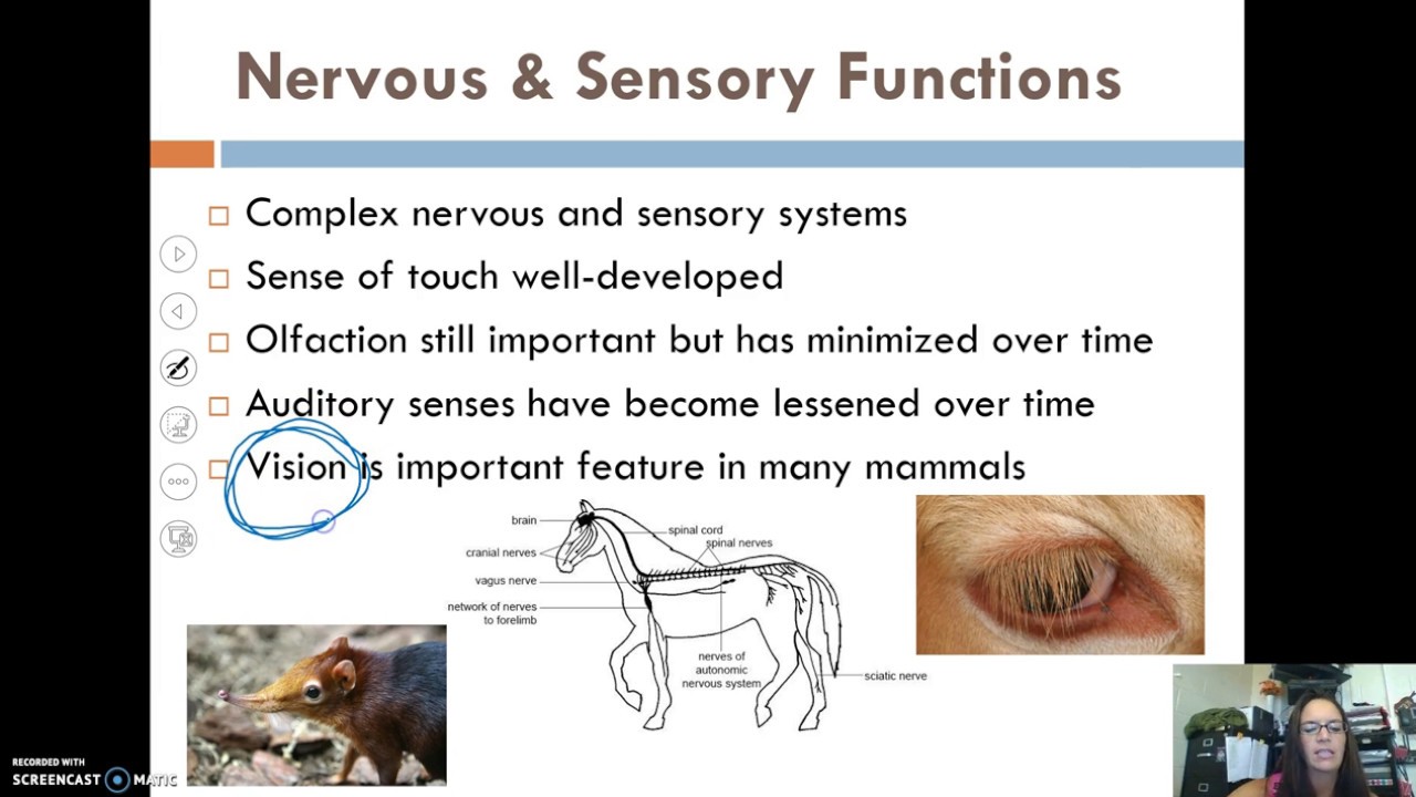 Mammalia Video Notes