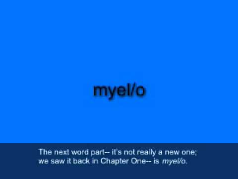 42 Chapter 10 Part 01 Word Parts