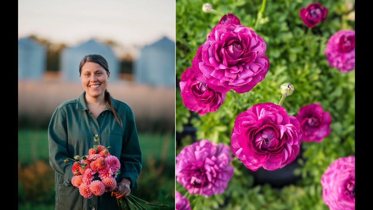 Slow Flowers Show Episode 751V: Ranunculus Growing Secrets with Brooke Palmer of Jenny Creek Flowers