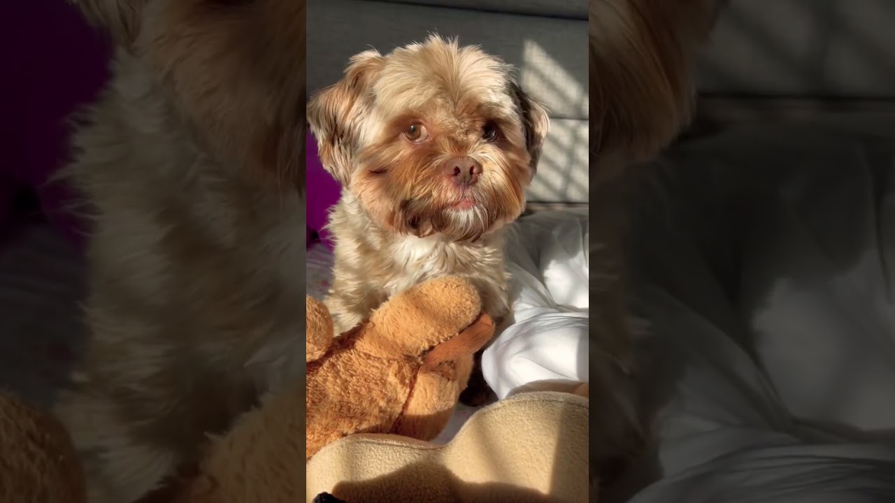 Yorkshire Terrier & Shihtzu puppy cutest small fluffy dogs | Shorkie | ShokoBen | today videos cats