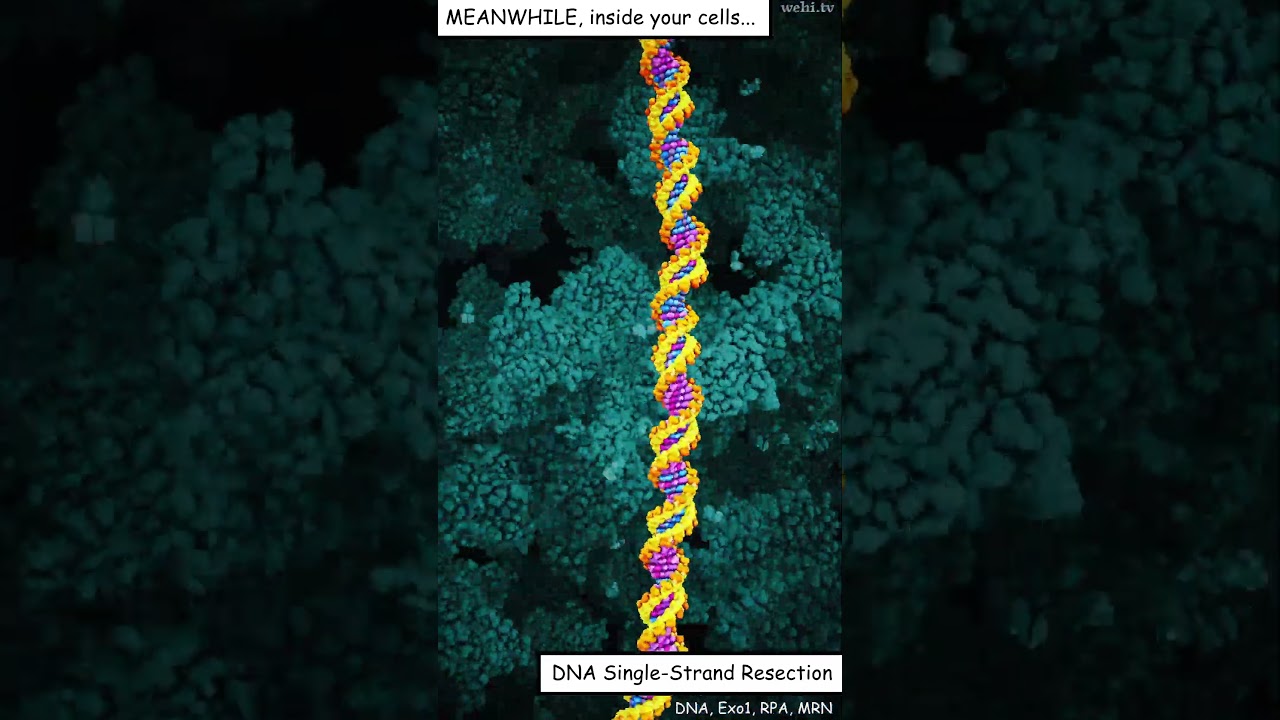 DNA single-strand resection by Exo1 enzyme