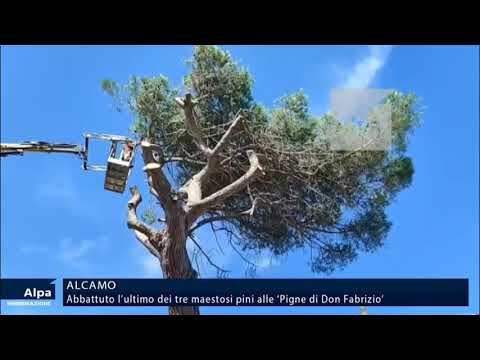 Alcamo. Abbattuto l’ultimo dei tre maestosi pini alle ‘Pigne di Don ...