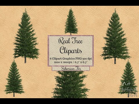 Real Tree Cliparts - Siberian fir - photoshop overlays png, Tree layout, transparent background