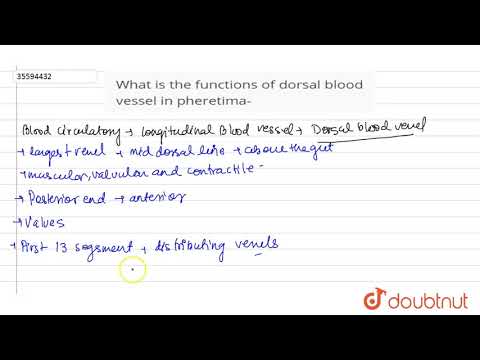 What is the functions of dorsal blood vessel in pheretima-