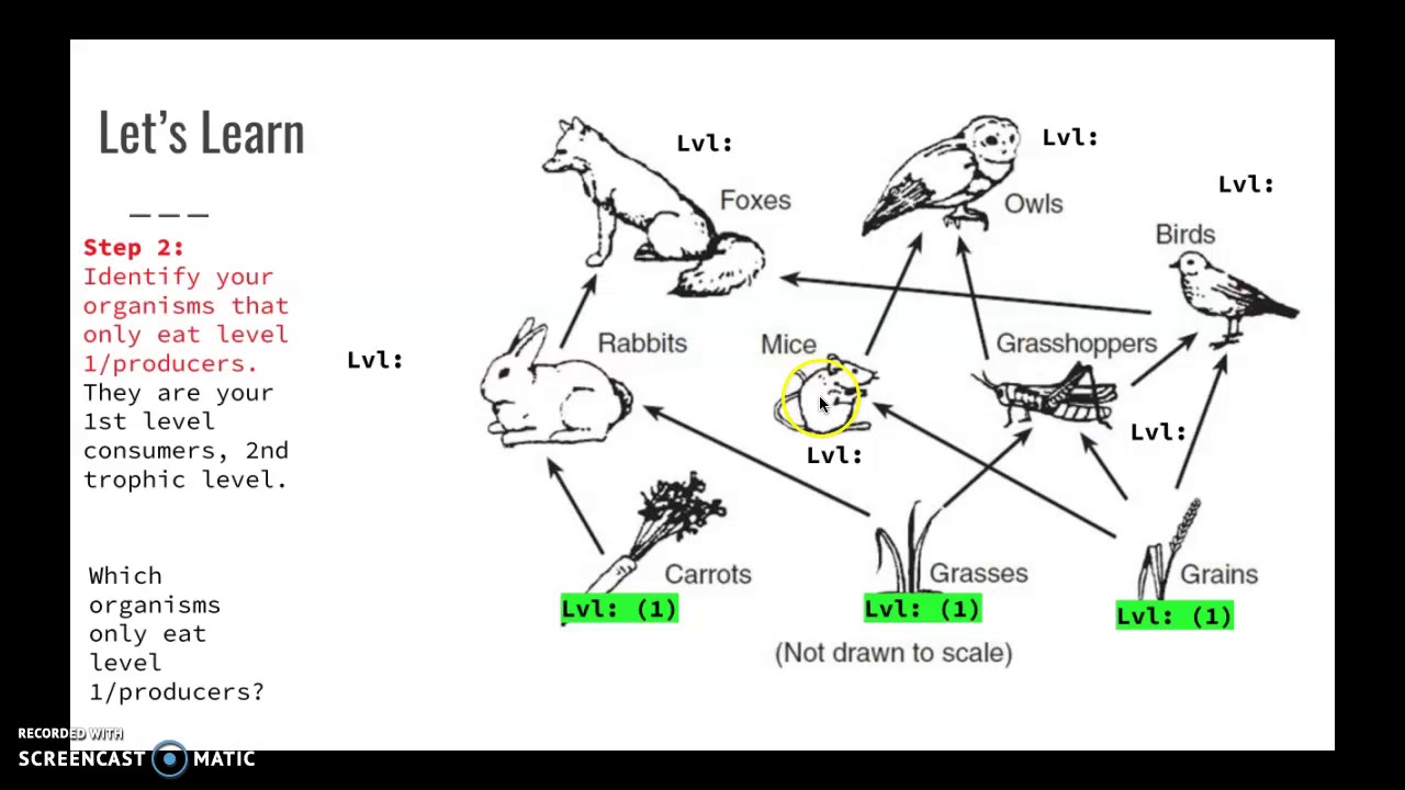 Identify Trophic Levels using Food Webs