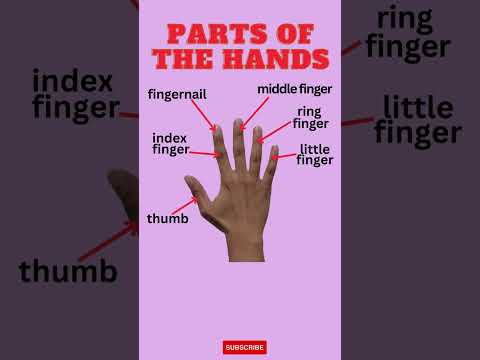 Finger Names and Hand Parts #shorts #hands #youtubeshorts