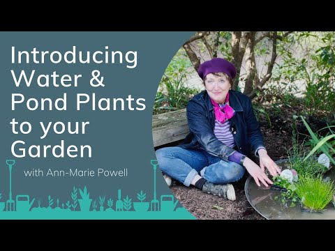 Introducing Water and Pond Plants to Your Garden | Garden Jobs for April with Ann-Marie Powell