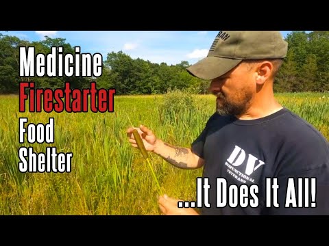 Foraging for Vitamin C in Cattails | Food, Medicine, Shelter and More