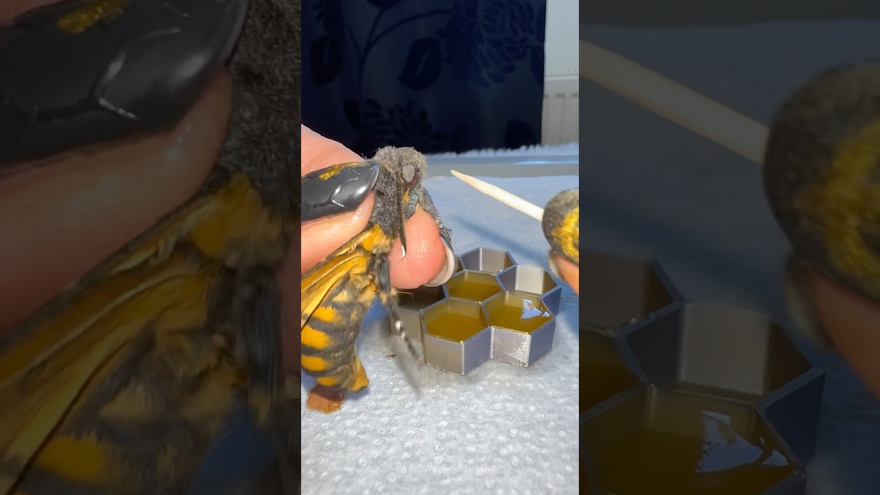 Squeaking moth feeding time! #moths