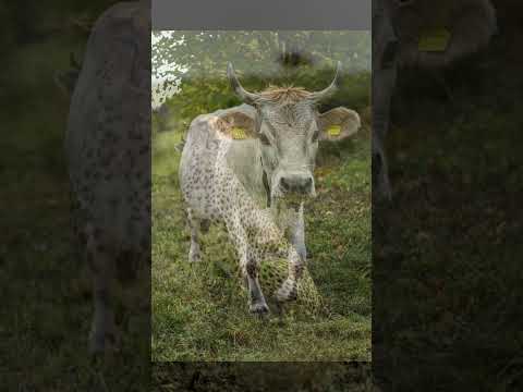 Land Animals in Urdu - زمینی جانور ، خشکی کے جانوروں کے نام اردو میں