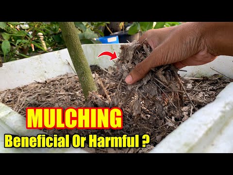 What is Mulching in Gardening (IN HINDI) How To Mulch Your Plants