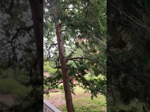 Tsuga canadensis (eastern hemlock)