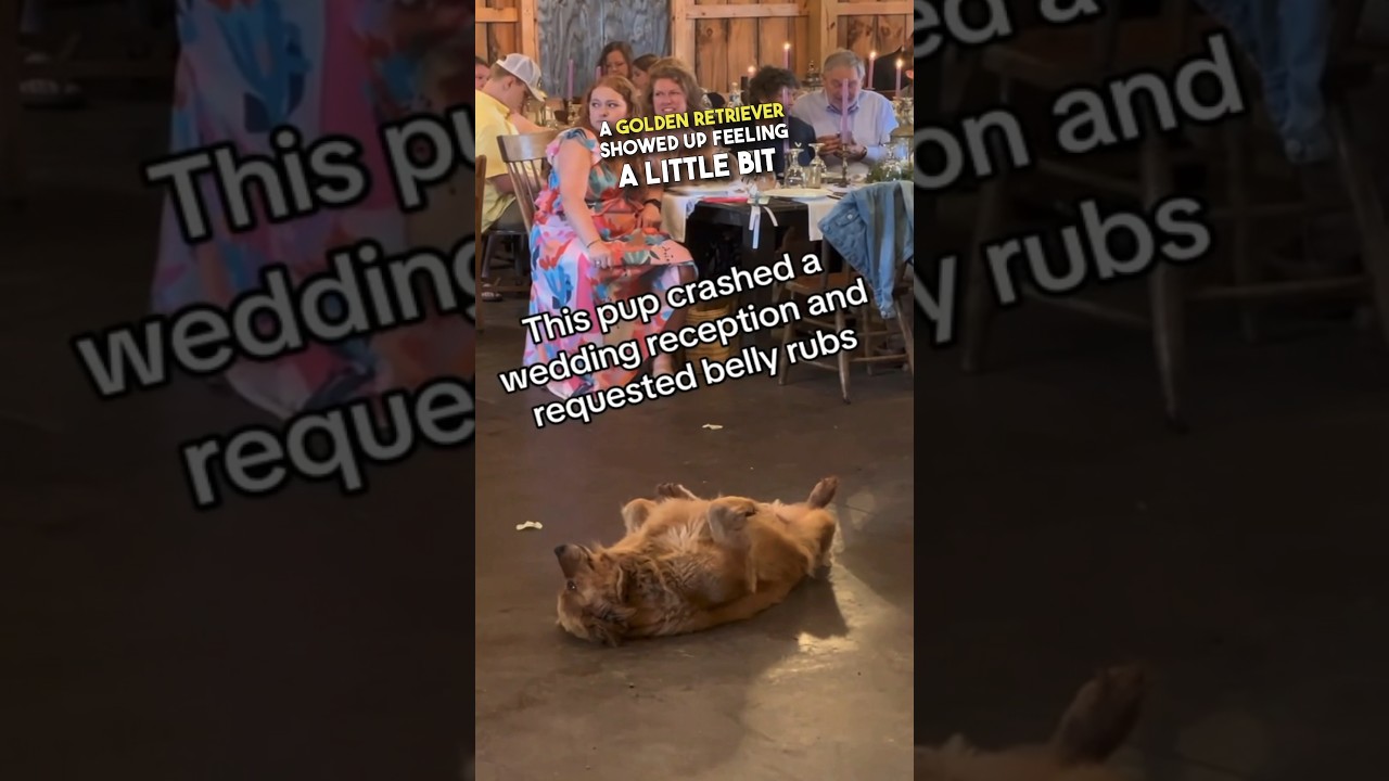 WHY is nobody rubbing this dogs belly 😭❤️