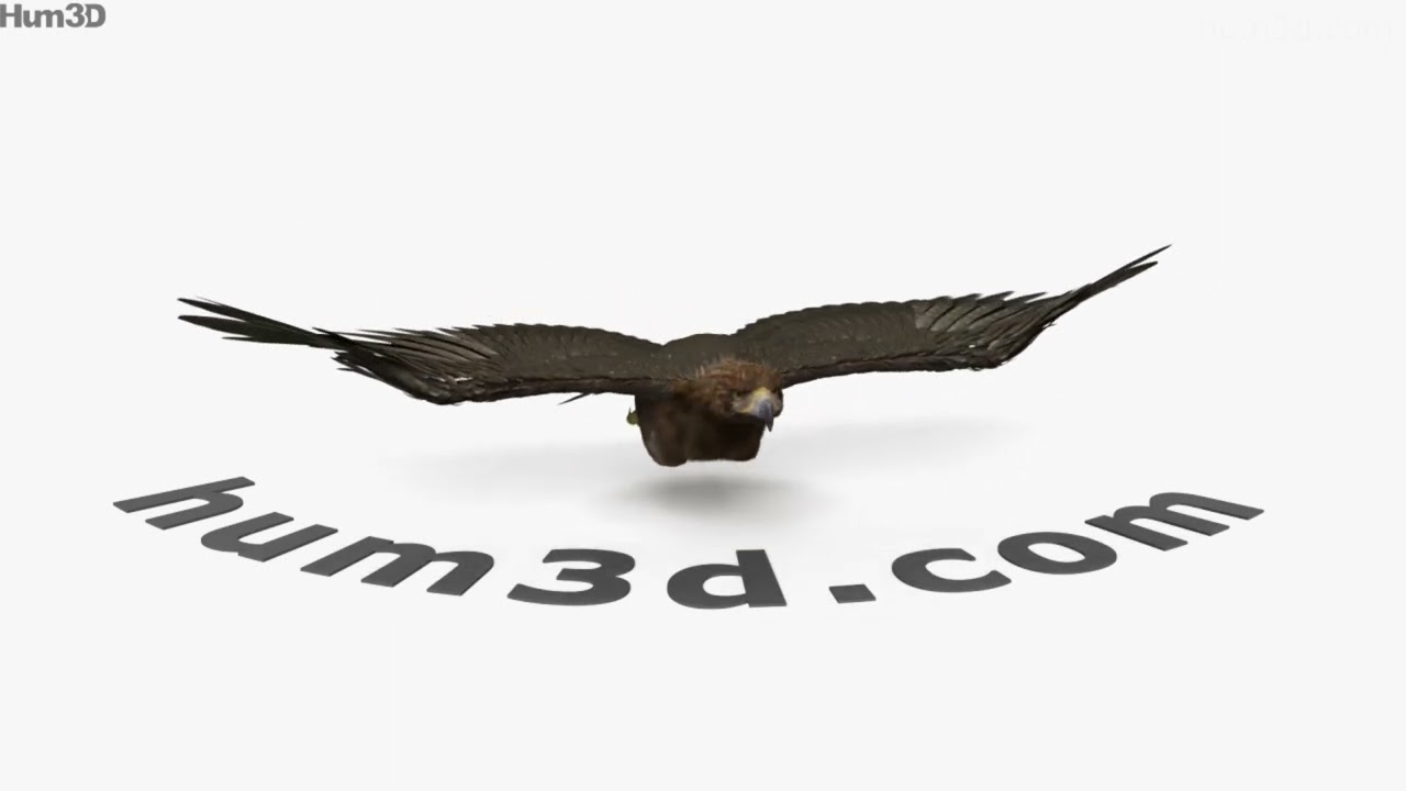 Golden Eagle Flying 3D model by 3DModels.org