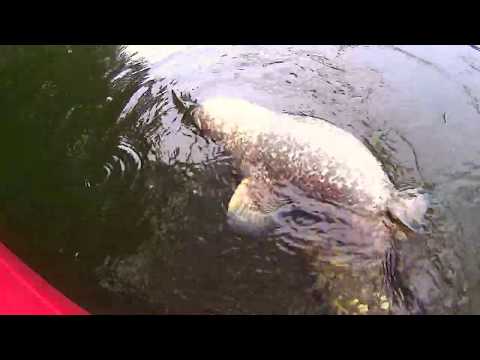 Big Catfish devours Duck