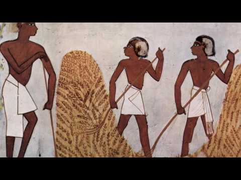 The History of Wheat Globally