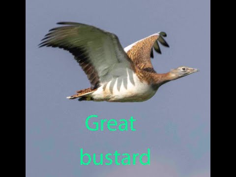 GREAT BUSTARD SALISBURY PLAIN, UK | CANON R7 WITH CANON RF 600mm
