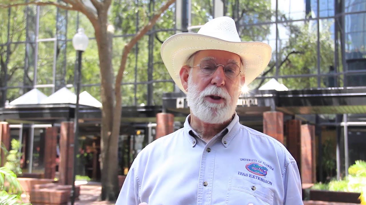 Blending Architecture with the Urban Forest