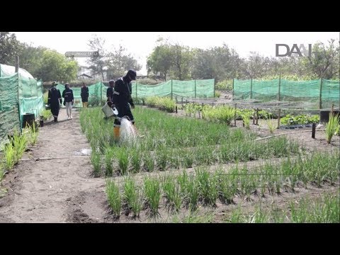Extreme Farming: Farming in the Sand – Gardening & Farming Clippings