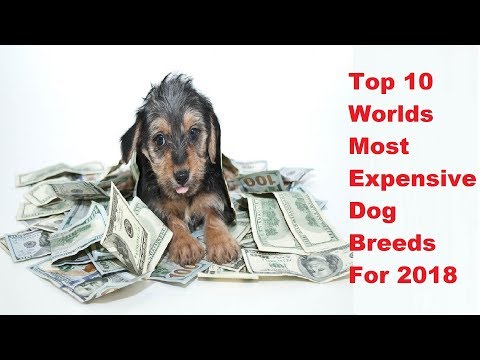 Top 10 Worlds Most Expensive Dog Breeds For 2018 - Fun Facts About Dogs