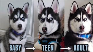 How Did Huskies Evolve