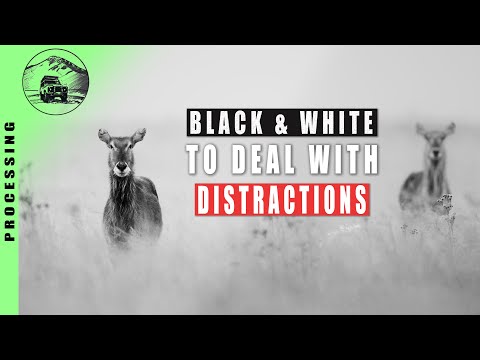 USING BLACK & WHITE IN WILDLIFE PHOTOGRAPHY