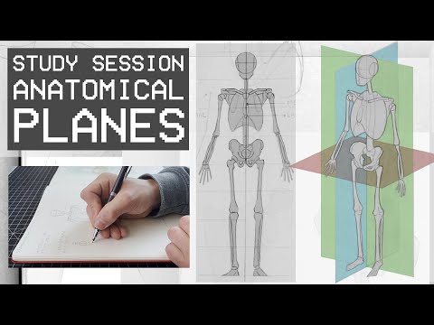 Anatomical Planes (Understanding Movement) - Anatomy For Artists (Study Session)